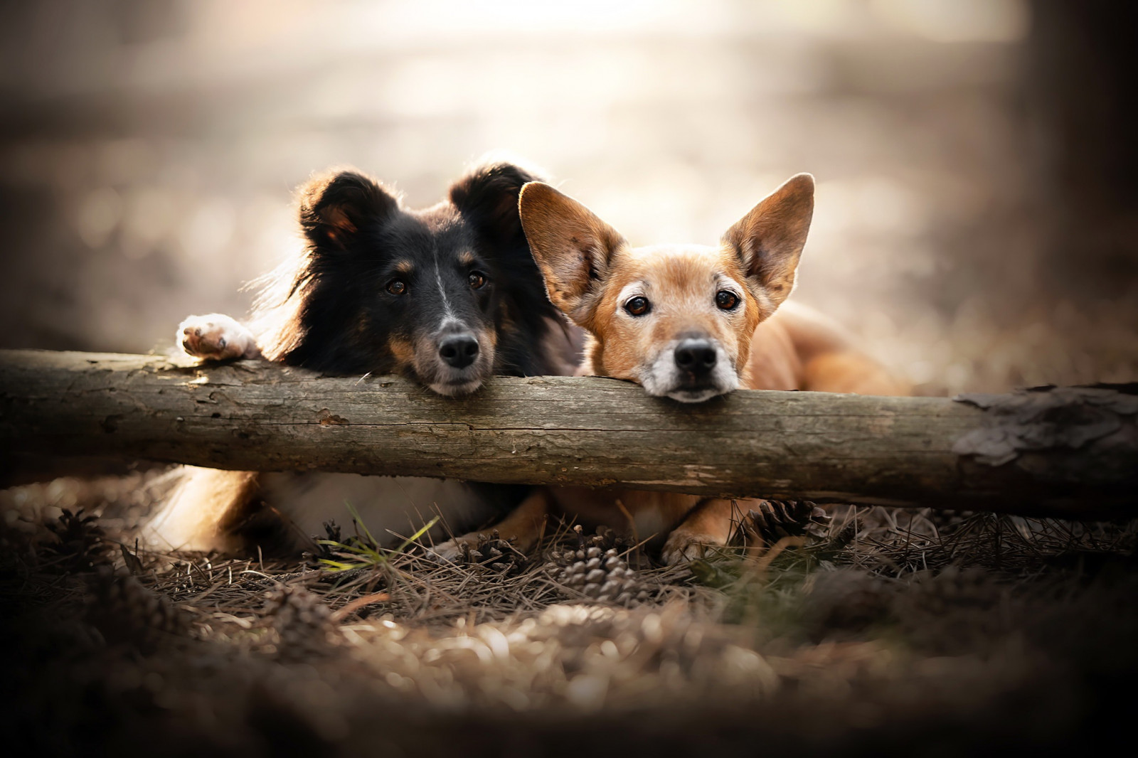 Wallpaper : dog, animals 2048x1365 - WallpaperManiac - 1472503 - HD ...