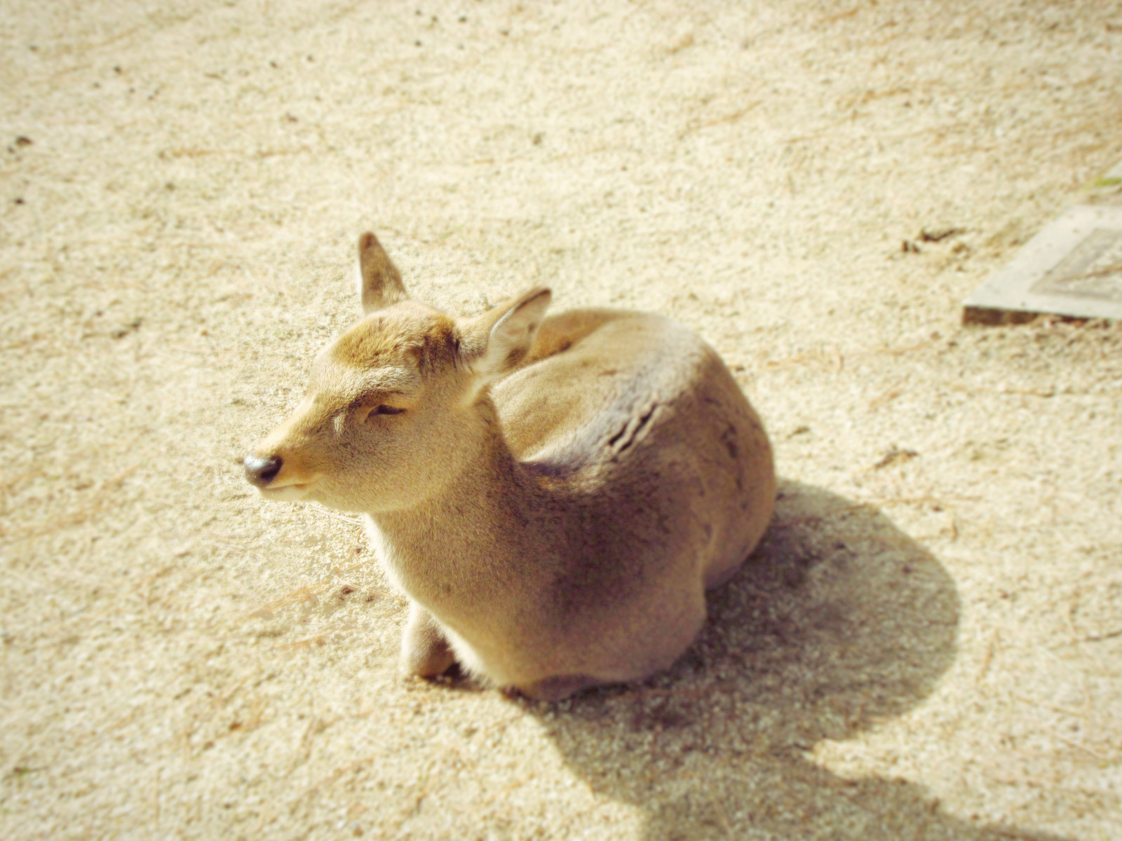 Wallpaper : fauna, deer, wildlife, horn, terrestrial animal, goats, cow ...