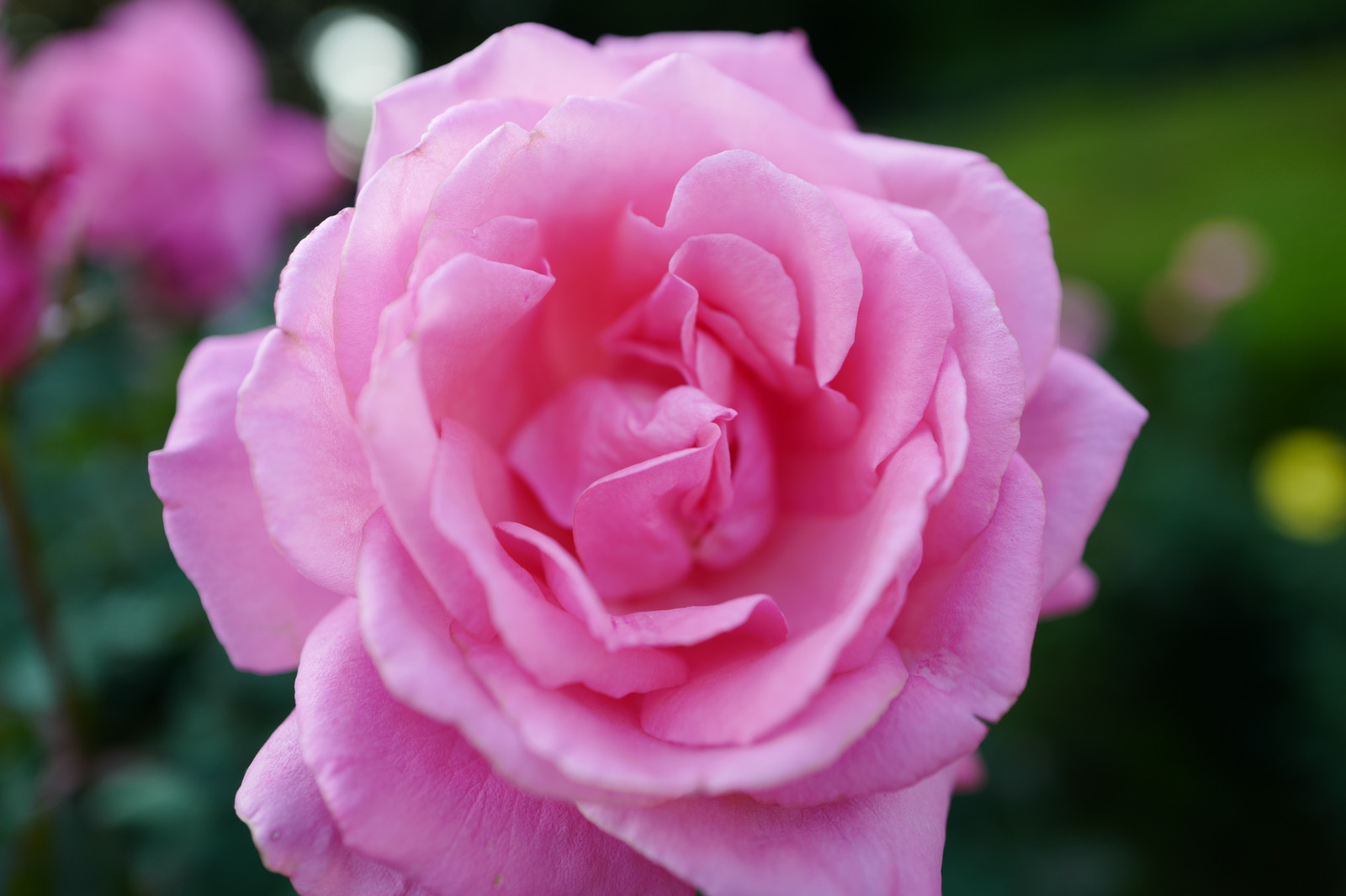 Imagini de fundal : Japonia, Trandafir, roz, Leica, Tokyo, Jp, floare ...