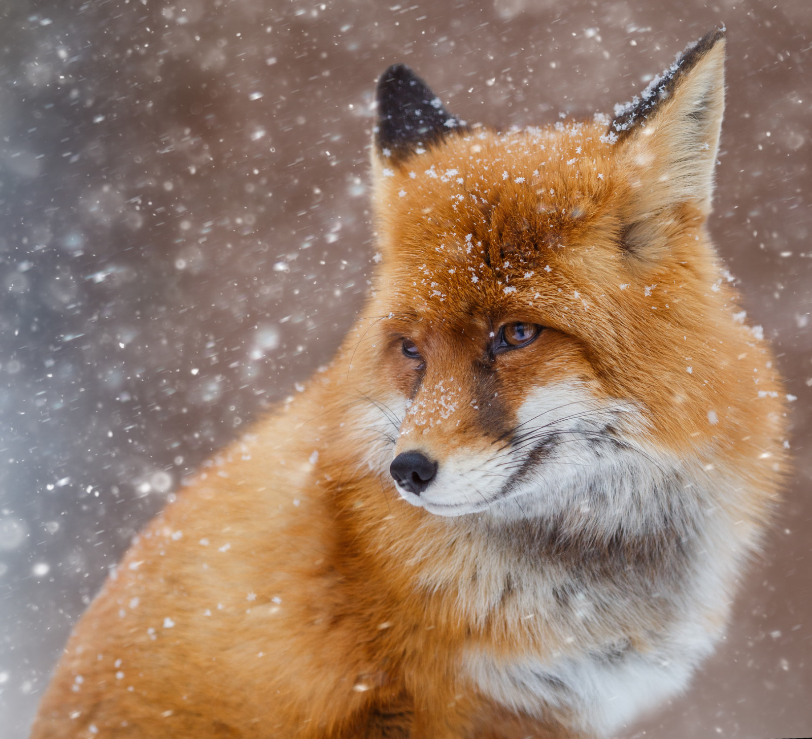 Wallpaper : animals, fox, nature, red, fur, winter, depth of field ...