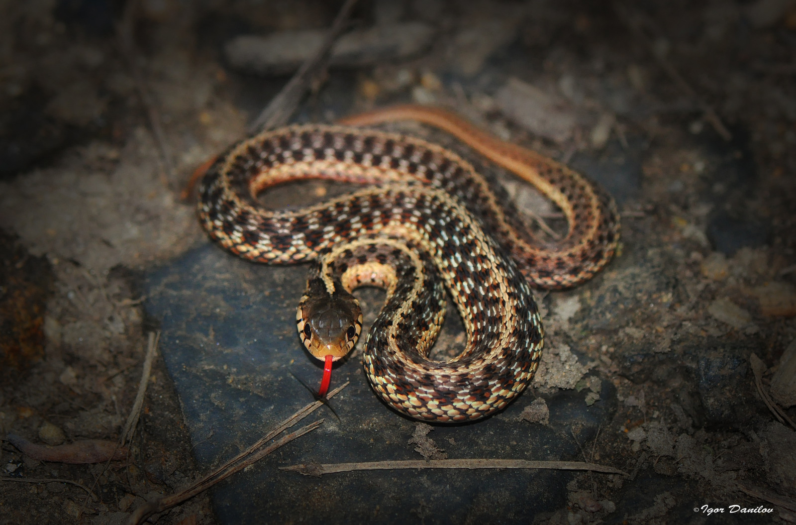 Sfondi : rettile scala, Colubridae, VIPERA, terrestrial animal, fauna ...