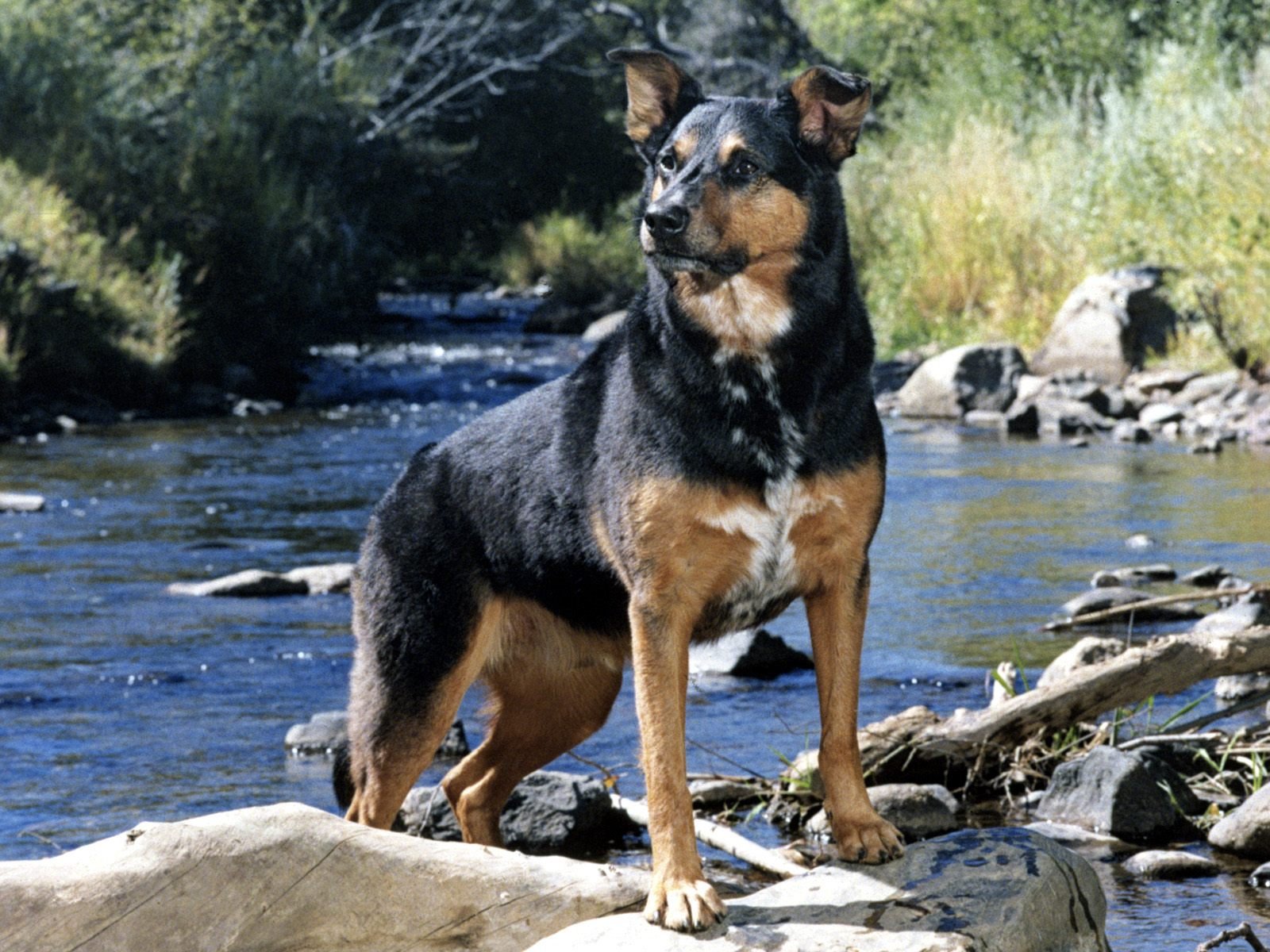 Sfondi : 1600x1200 px, carina, cane, cani, Frendly, animale domestico ...