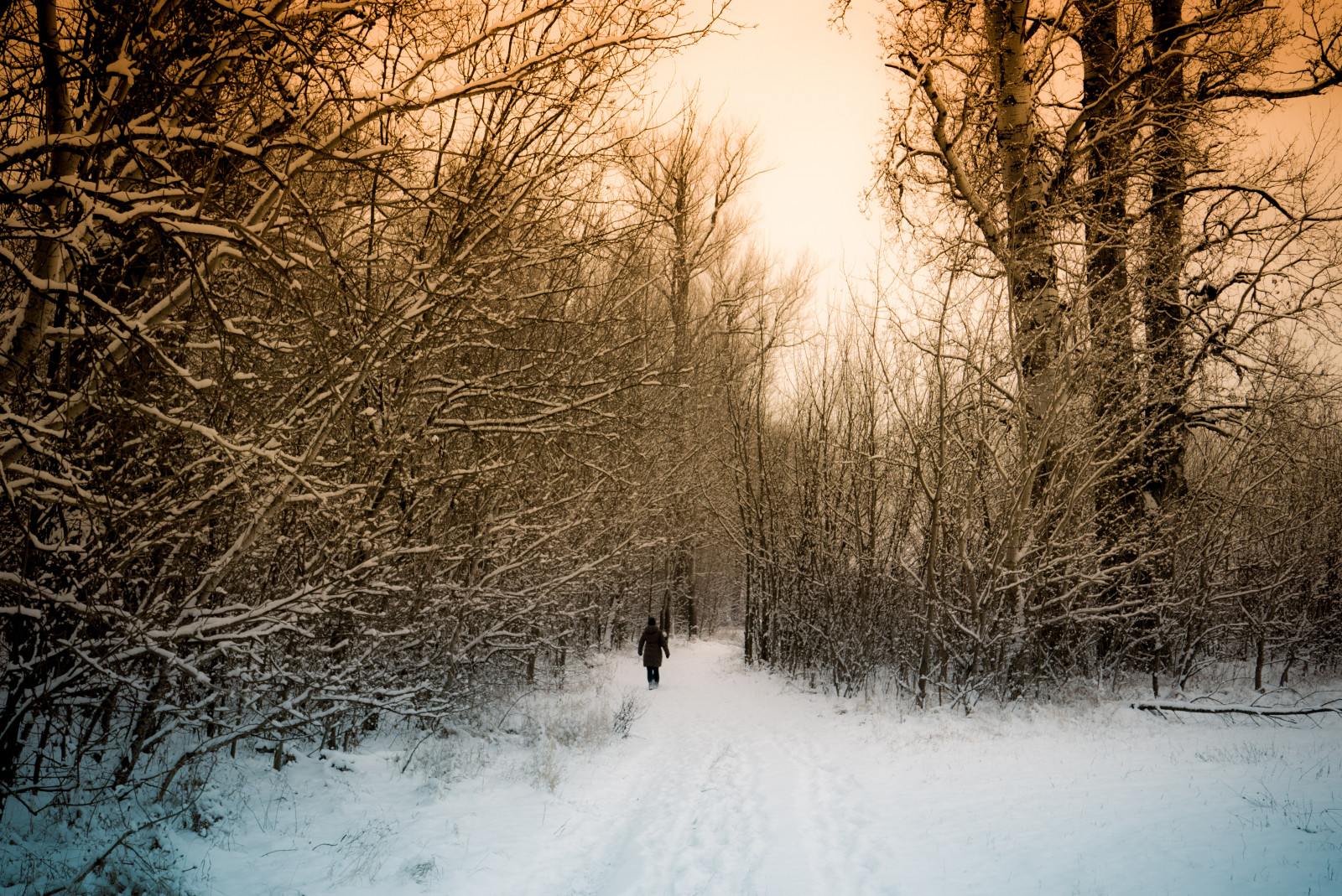 Wallpaper Sunlight Forest Nature Reflection Grass Snow Winter