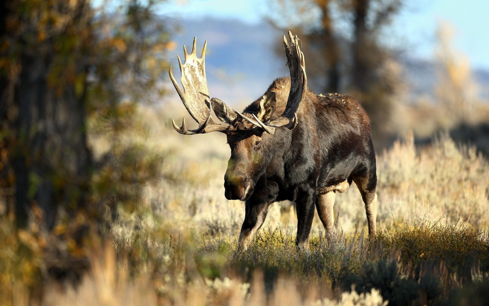 Sfondi : cervo, animali, erba, Parco Nazionale, natura selvaggia, renna ...