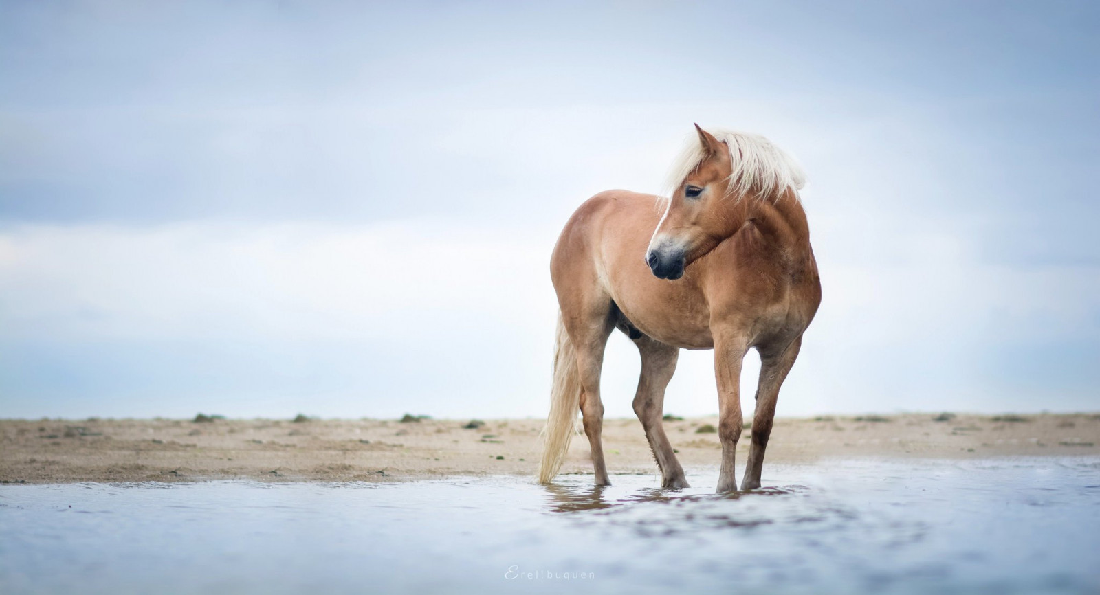 Wallpaper : 2048x1109 px, animals, horse, nature 2048x1109 - wallup ...