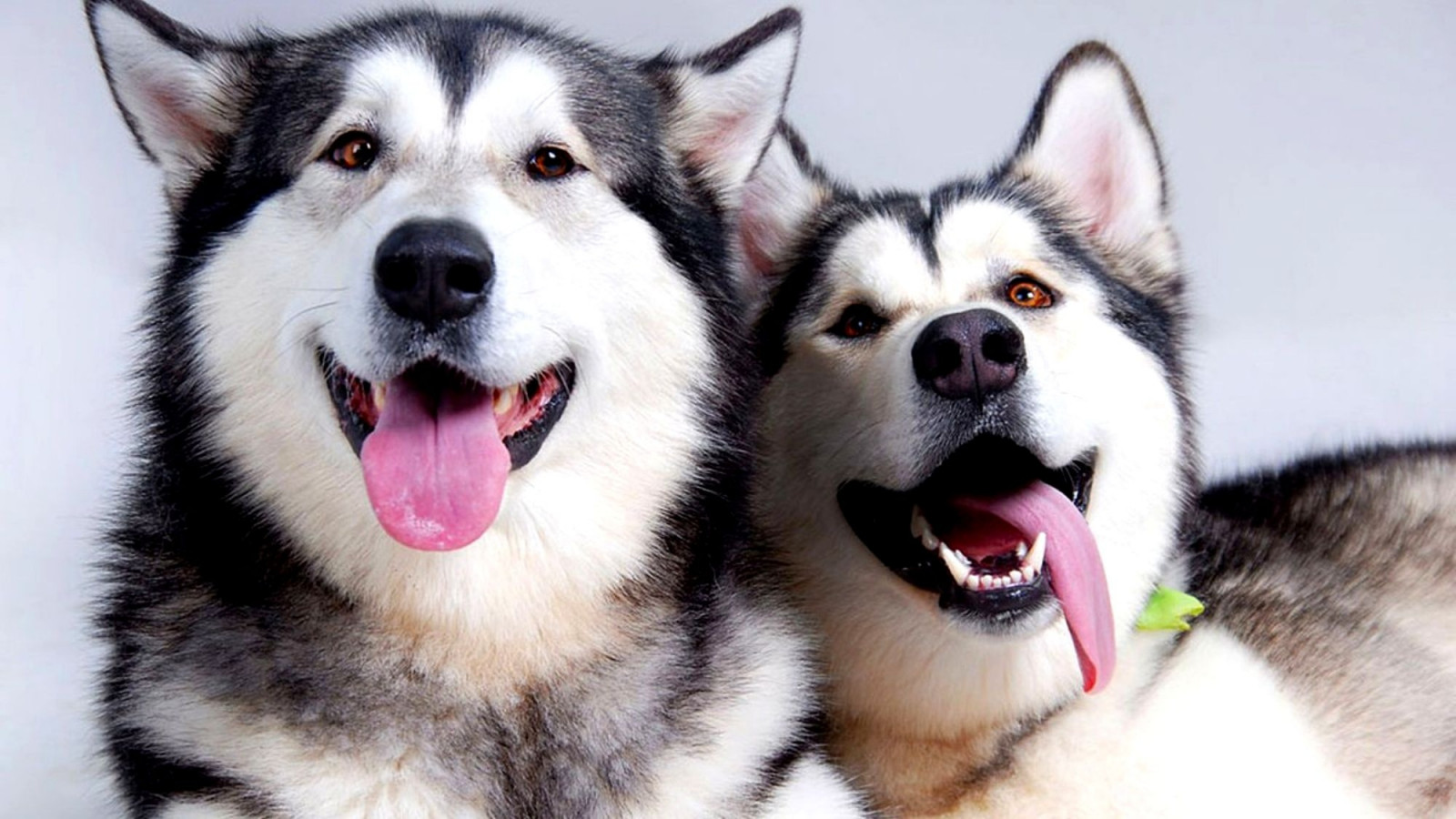 Wallpaper : 2000x1125 px, anjing, moncong 2000x1125 - 4kWallpaper ...