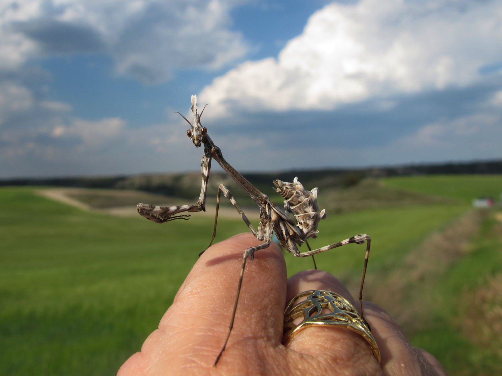 Wallpaper : animal, bug, insect, immature, bichos, bicho, animalia, nwn ...