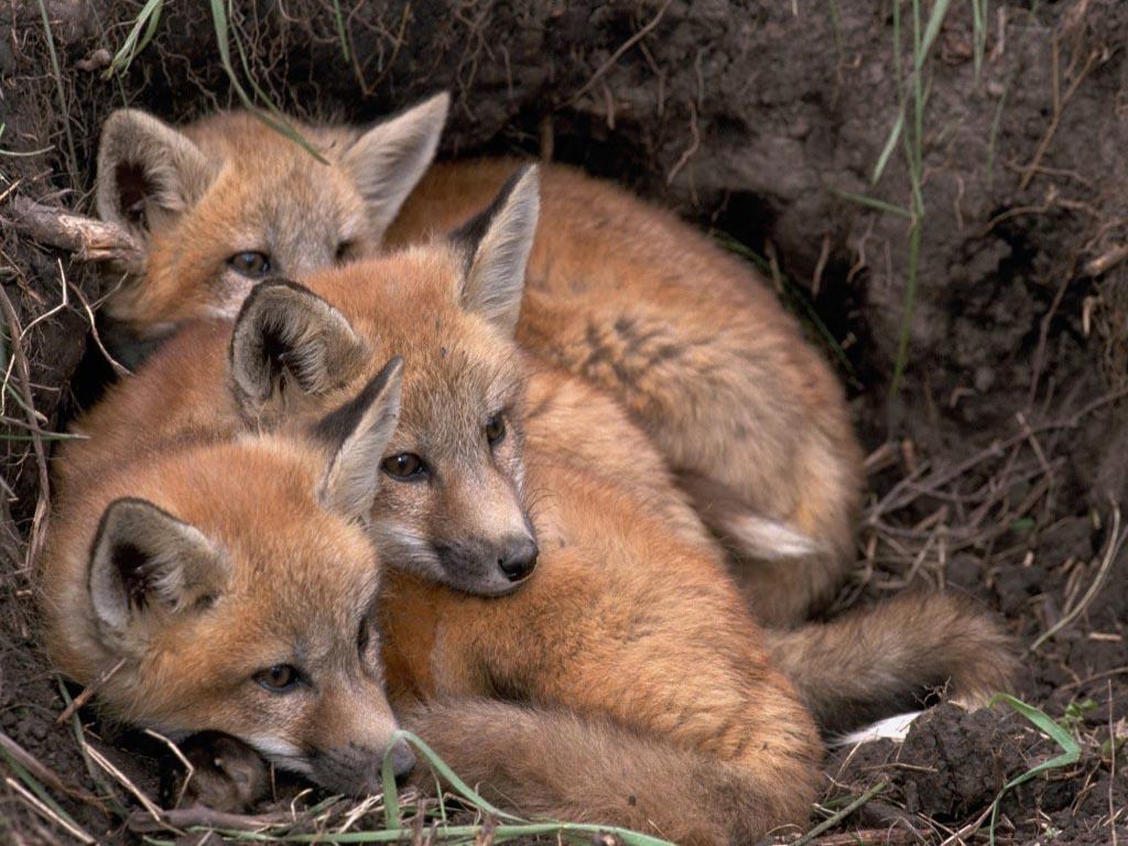 Wallpaper : foxes, fox, cubs, down, three, warm 1600x1200 - wallpaperUp ...