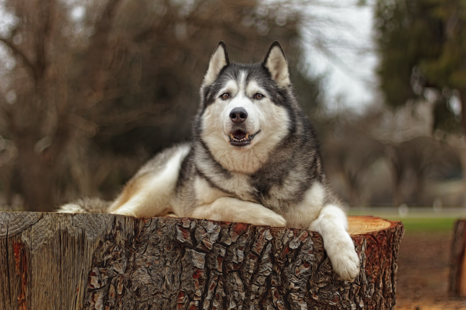 Tapety : zvěř, Pes, Sibiřský husky, aljašský malamut, 2048x1365 px ...