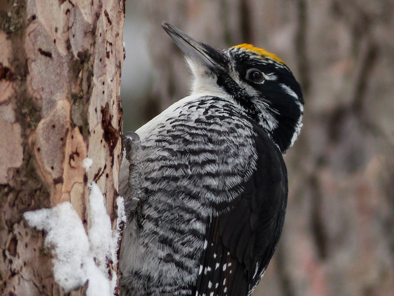 Wallpaper : Canada, male, Calgary, bird, nature, birds, forest ...
