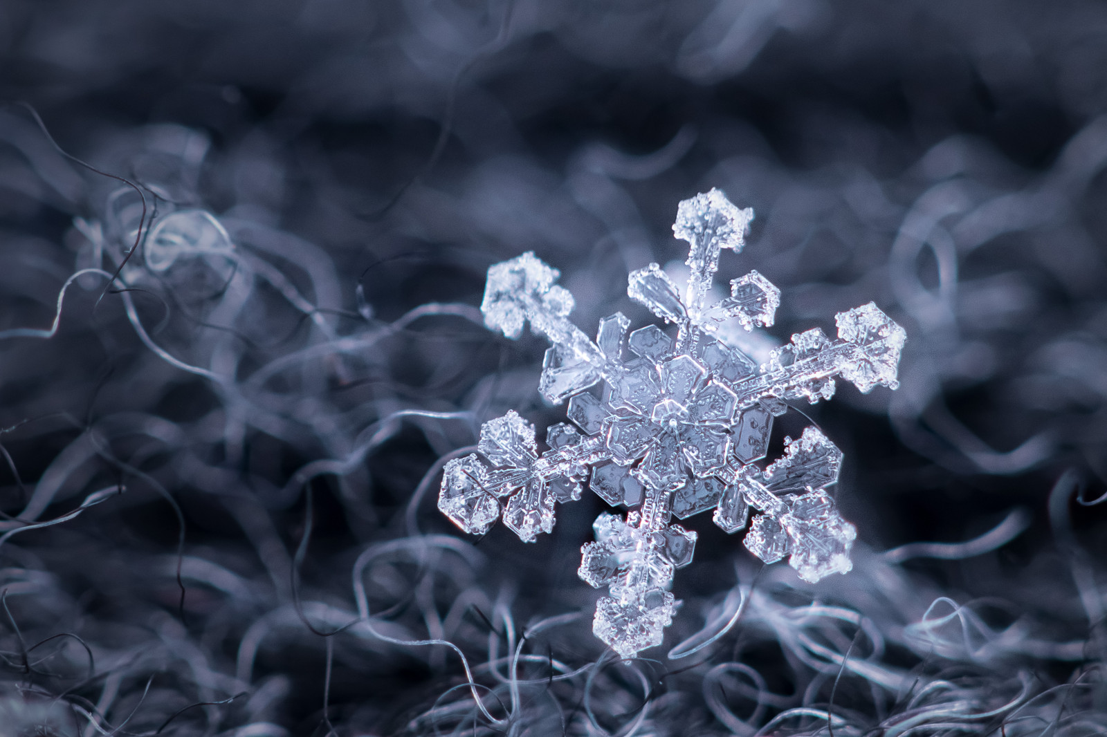 Wallpaper : water, nature, snow, winter, purple, closeup, ice, cold ...