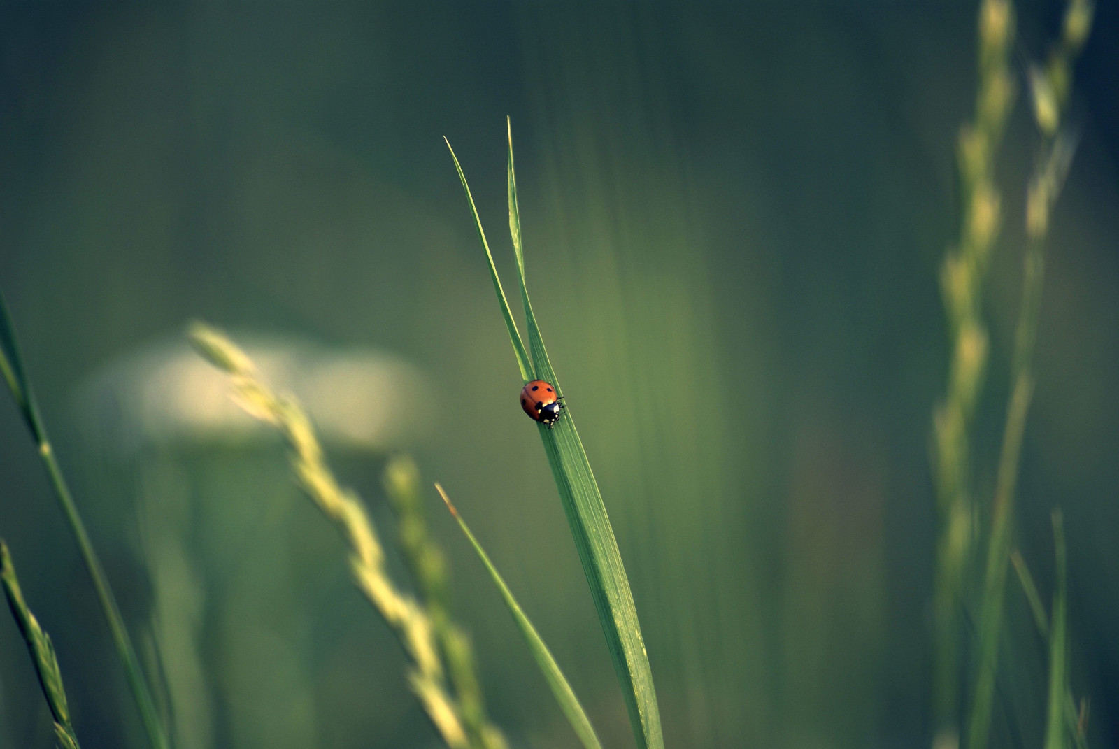 Hintergrundbilder : Sonnenlicht, Wasser, Natur, Gras, Fotografie ...