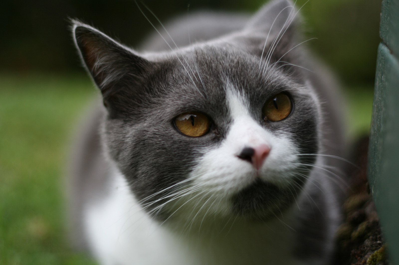 Bakgrundsbilder : katter, katt, kattunge, bokeh, billy, murph ...