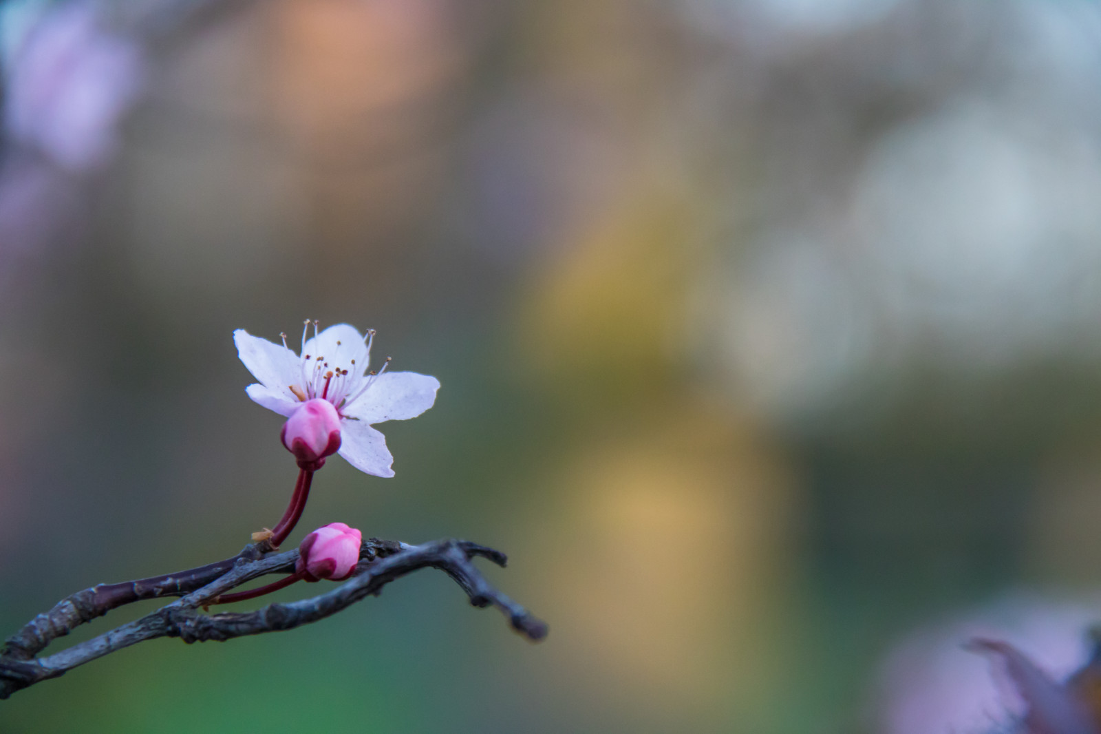 Bakgrundsbilder : natur, fotografi, gren, grön, vår, blad, växt, flora ...
