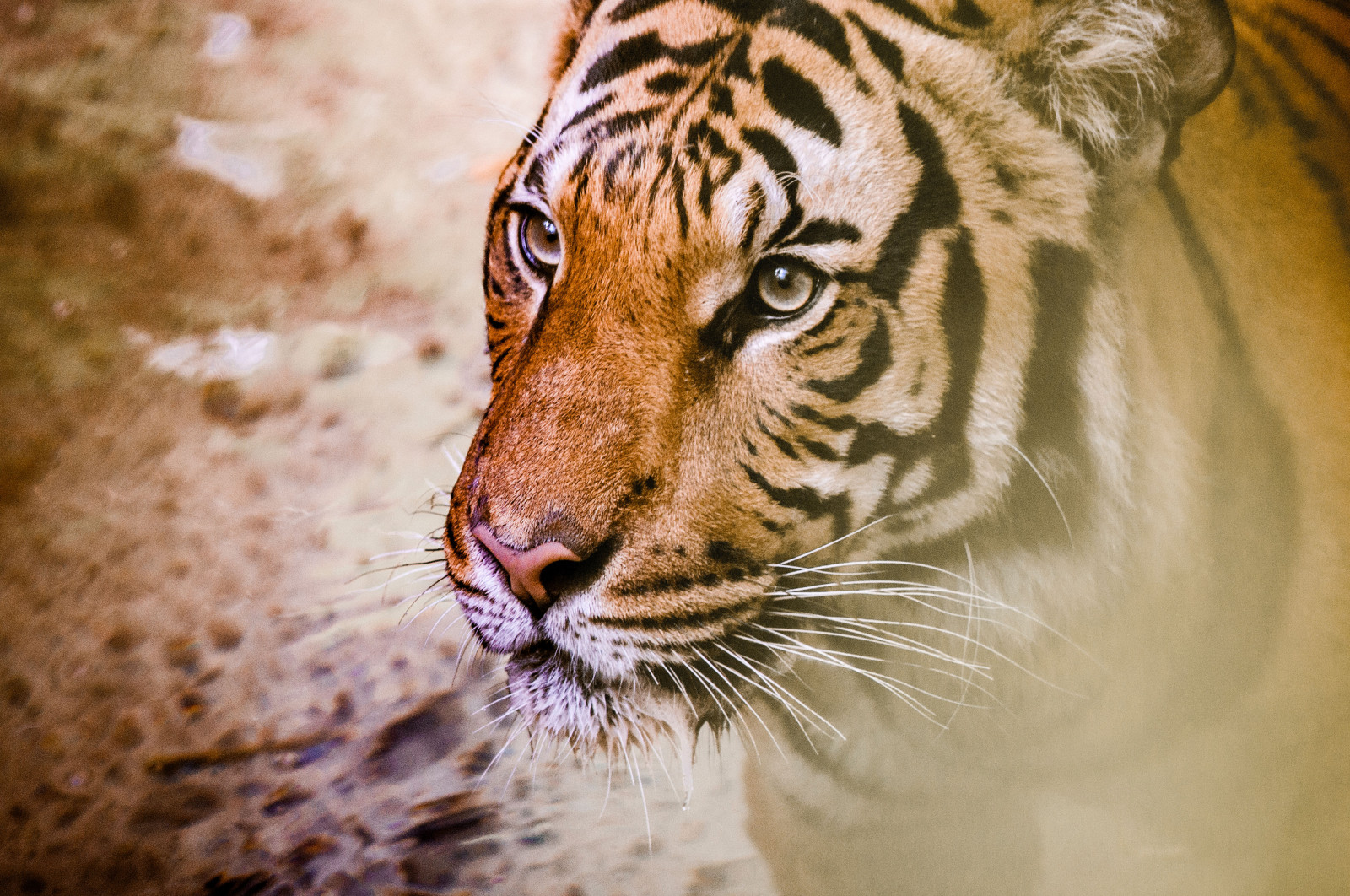 Wallpaper : tiger, muzzle, predator, big cat 4288x2848 - wallup ...