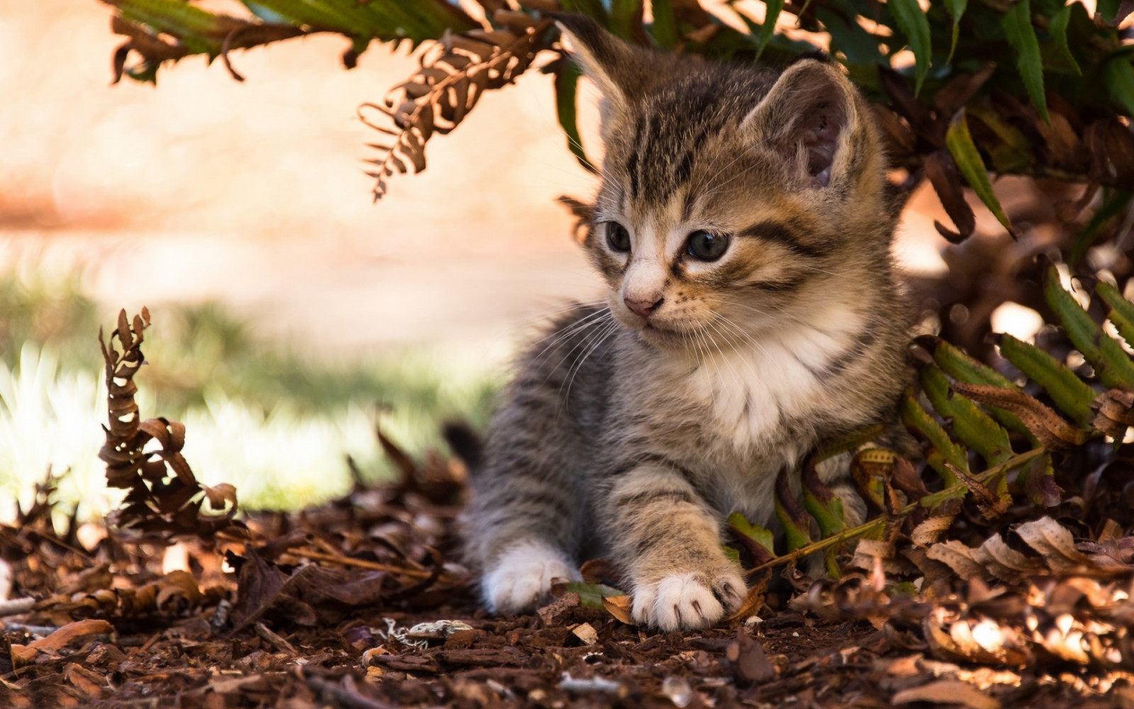 Bakrunner : katt, dyr 1920x1200 - WallpaperManiac - 1232541 ...