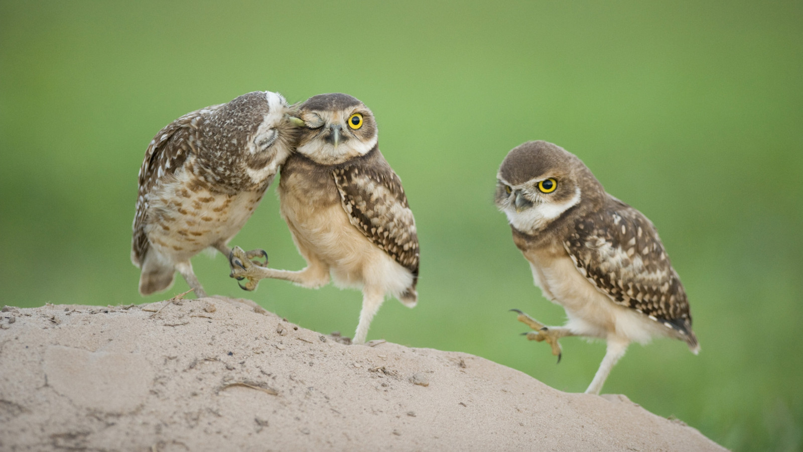 Wallpaper : birds, owl, nature, depth of field, animals 2480x1395 ...