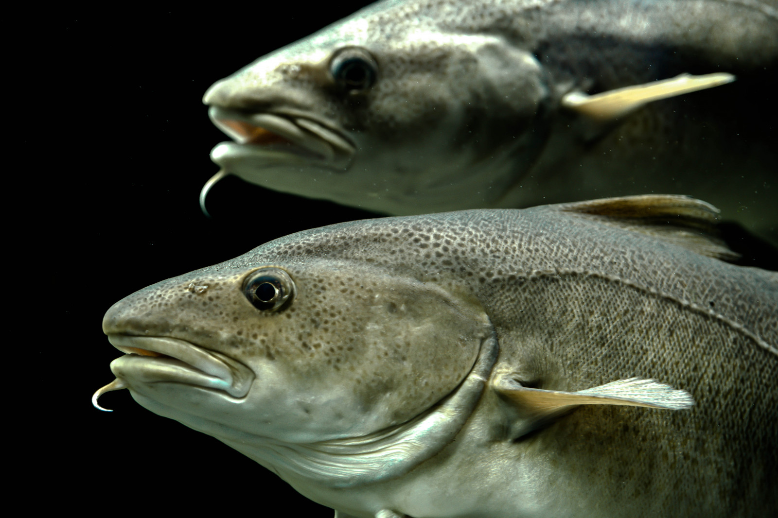 Wallpaper : sea, fish, nature, water, aquarium, Nikon, marine, cod ...