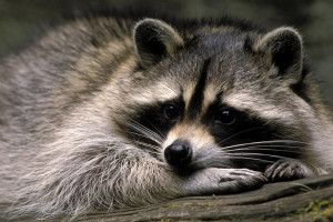 Fondos de pantalla : 1920x1080 px, mapache 1920x1080 - wallup - 1640601 ...