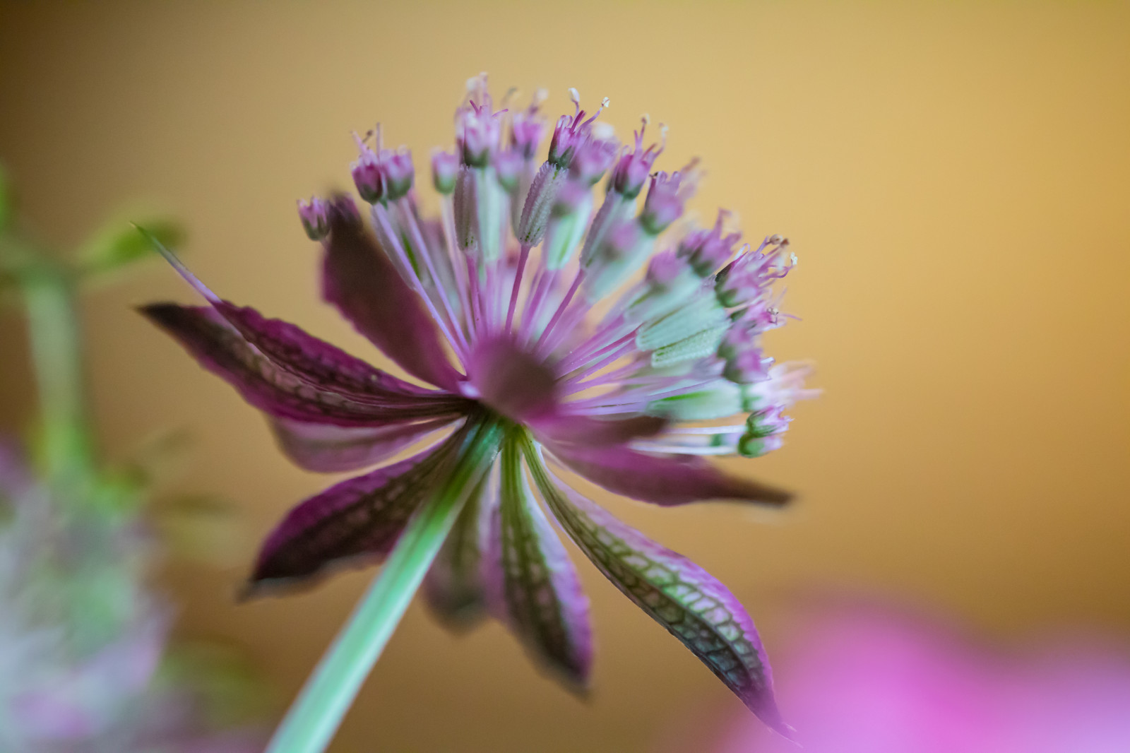 Bakgrundsbilder : natur, fotografi, lila, makro, grön, flora, kronblad ...