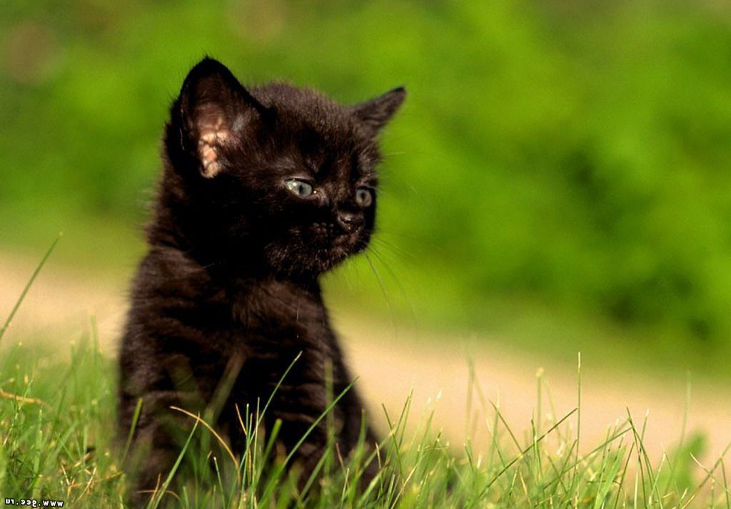 Baggrunde : græs, dyreliv, killinger, whiskers, vildkat, Sort kat ...