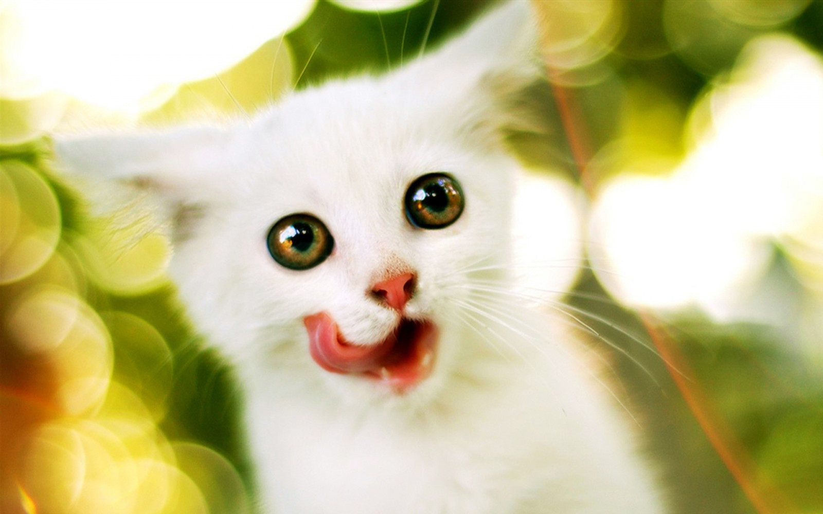 Wallpaper : 1920x1200 px, lucu, kucing, putih 1920x1200 - wallbase ...