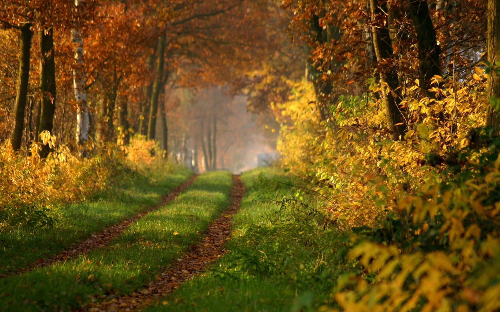 Wallpaper : sunlight, landscape, forest, fall, nature, branch, morning ...