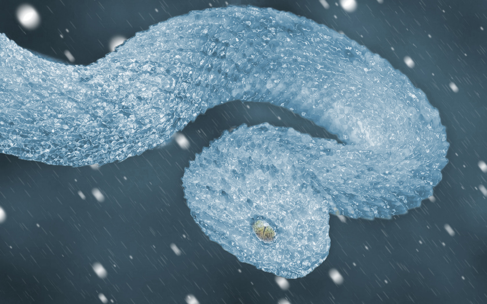 Fond d'écran : serpent, la glace, neige, hiver, gel 1680x1050 - Luiisgz ...