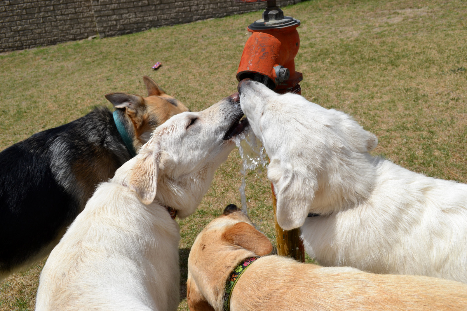 Fondos de pantalla : agua, césped, beber, Cabras, Labrador, pastor ...