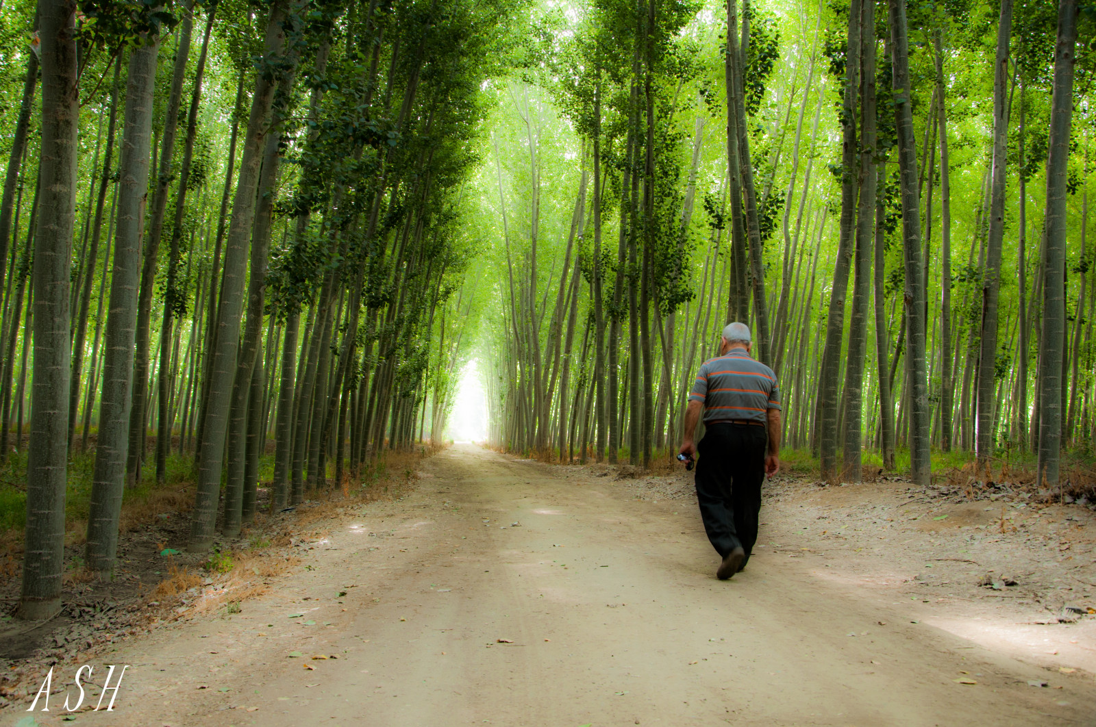 Wallpaper : sunlight, forest, people, nature, green, Nikon, wilderness ...