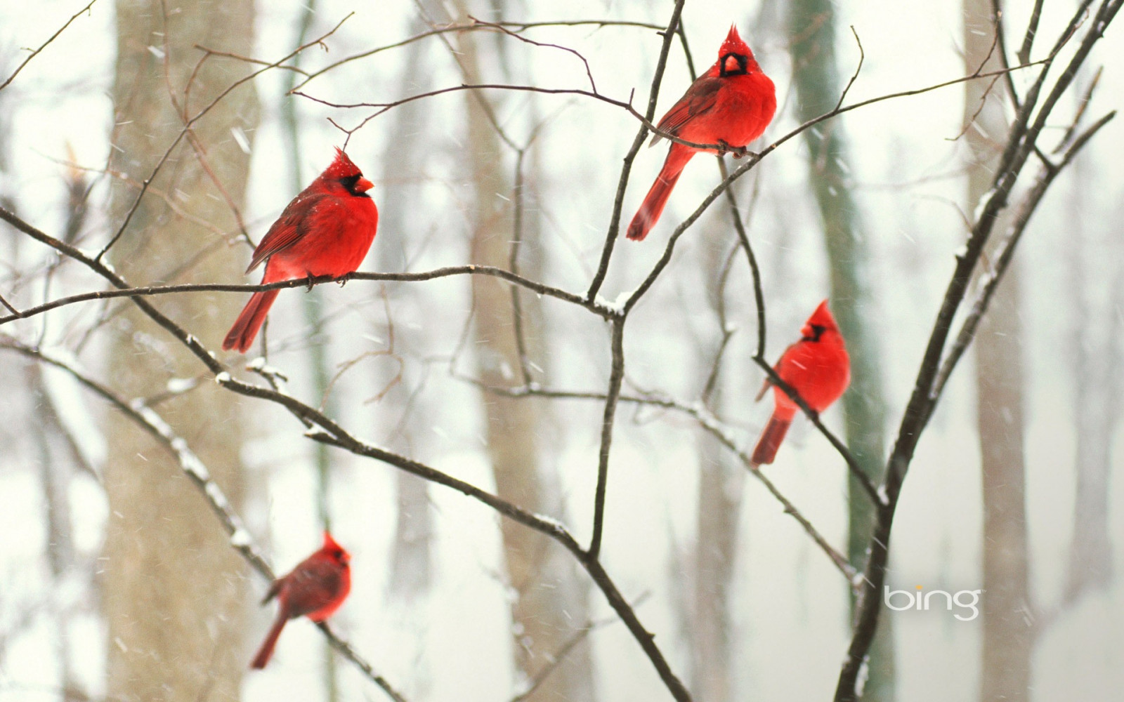Wallpaper : birds, animals, nature, red, winter, branch, Cardinals ...
