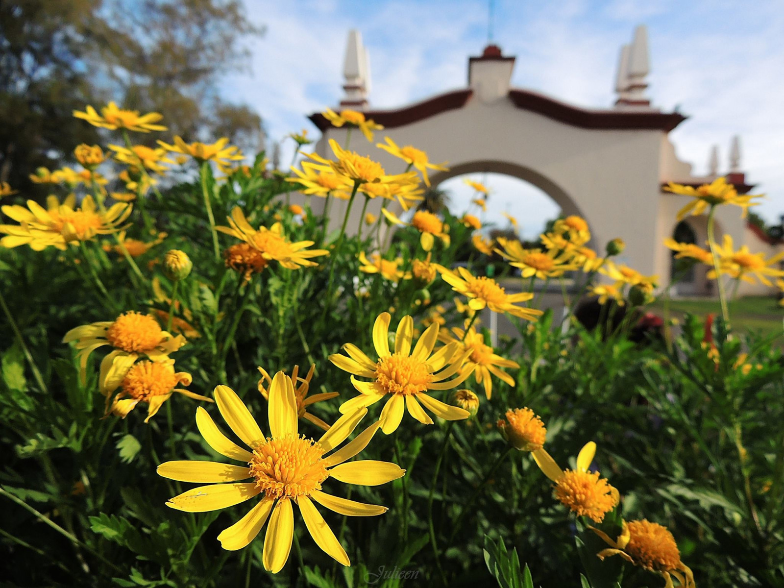 Wallpaper : yellow flowers, plants, autumn, flower, flora, meadow ...