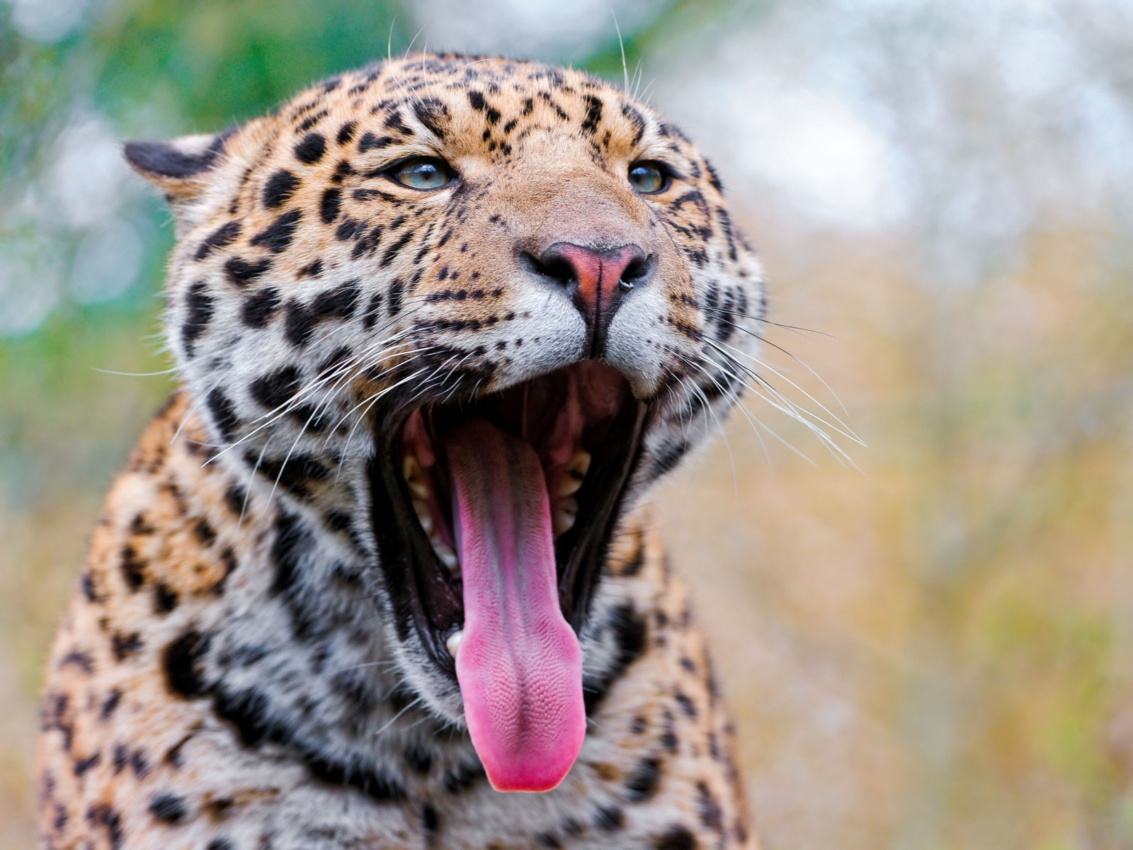 Wallpaper : Jaguar, mouth, tongue, teeth, big cat, muzzle 3776x2832 ...