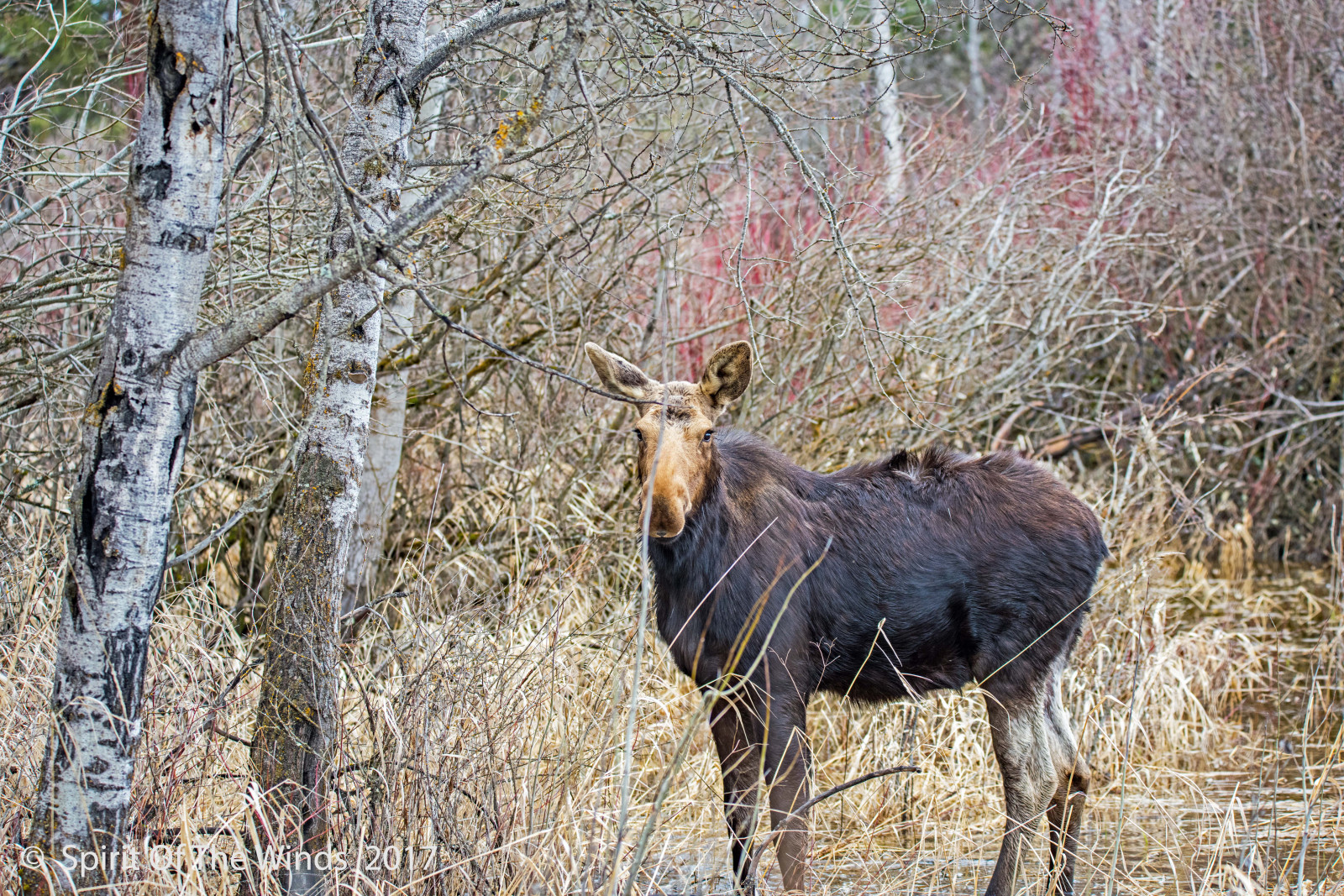 Wallpaper : hewan, margasatwa, rusa besar, rusa Amerika utara ...