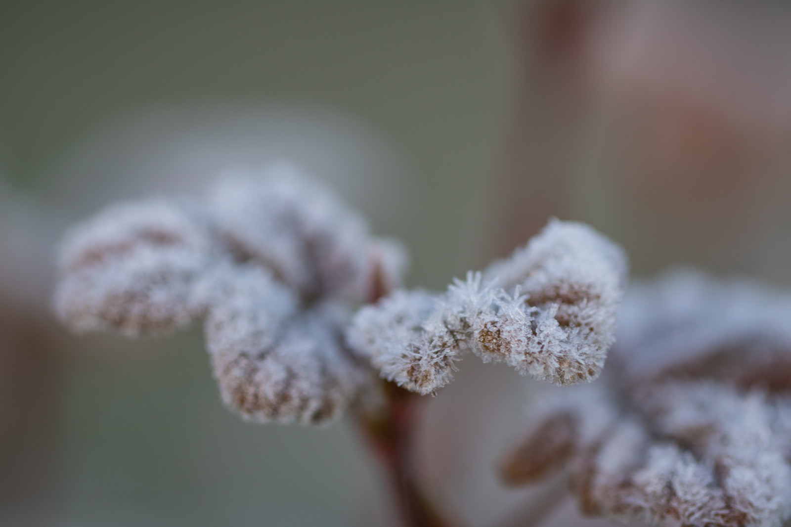 Wallpaper : white, nature, snow, winter, branch, cold, frost, pollen ...
