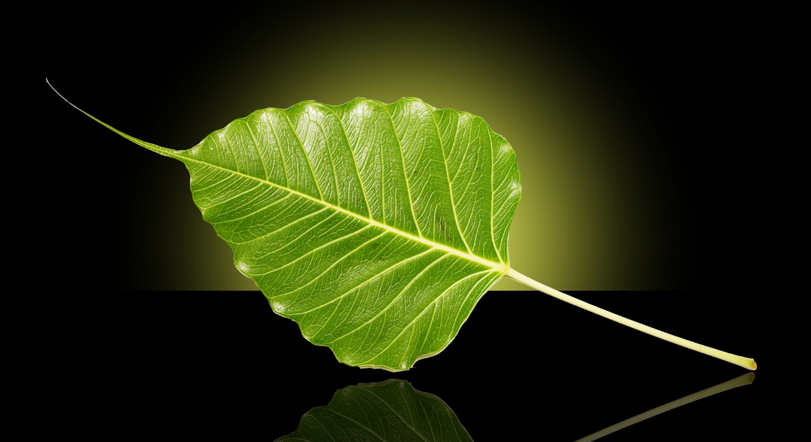Bakgrundsbilder : solljus, löv, gren, grön, träd, blad, blomma, flora ...