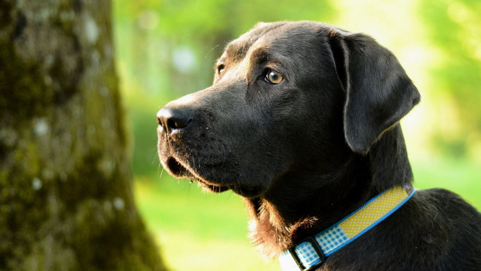 Obrázky na plochu : 1920x1080 px, zviera, roztomilý, pes, psi ...