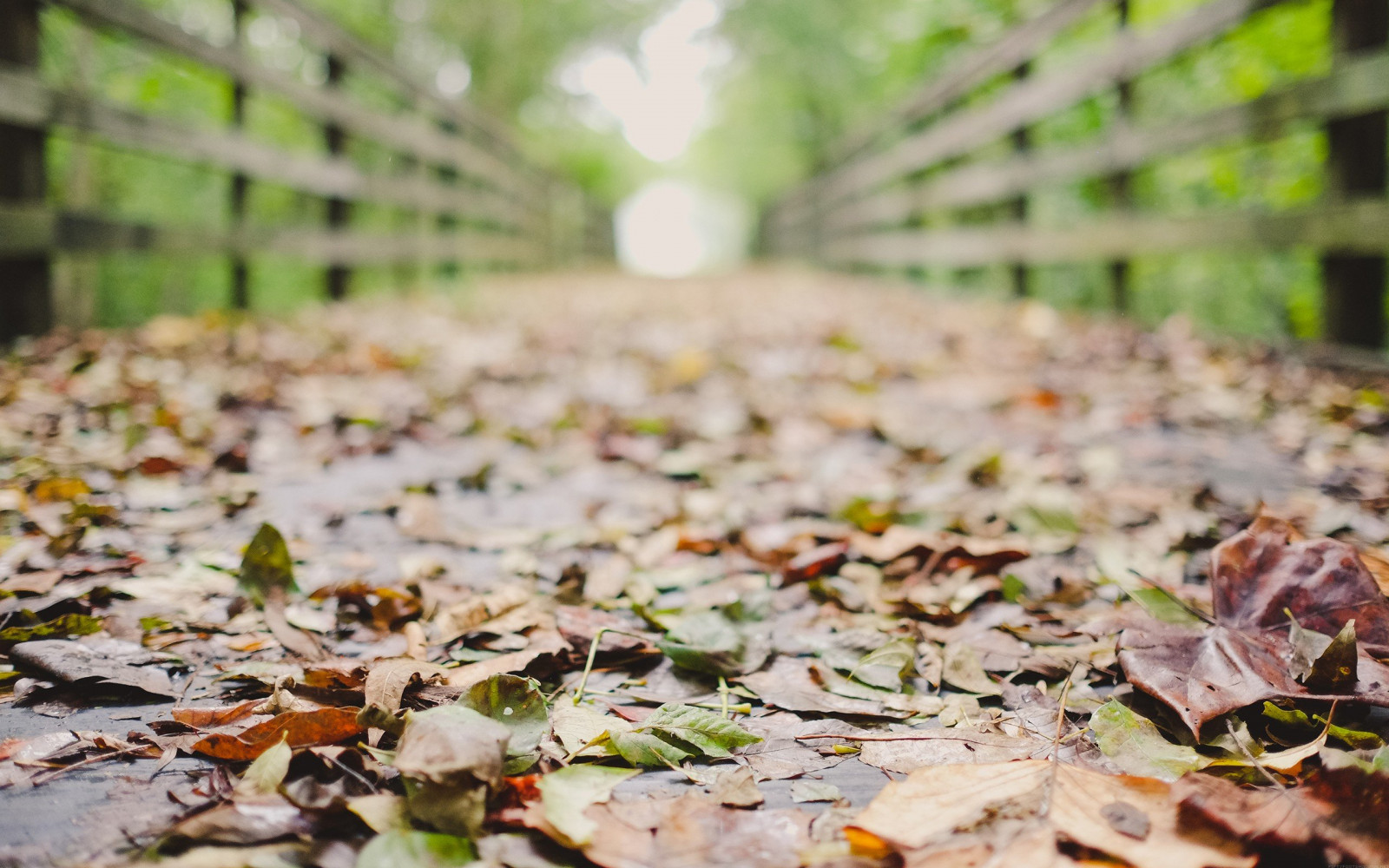 Wallpaper : 2560x1600 px, depth of field, fall, leaves, photography ...