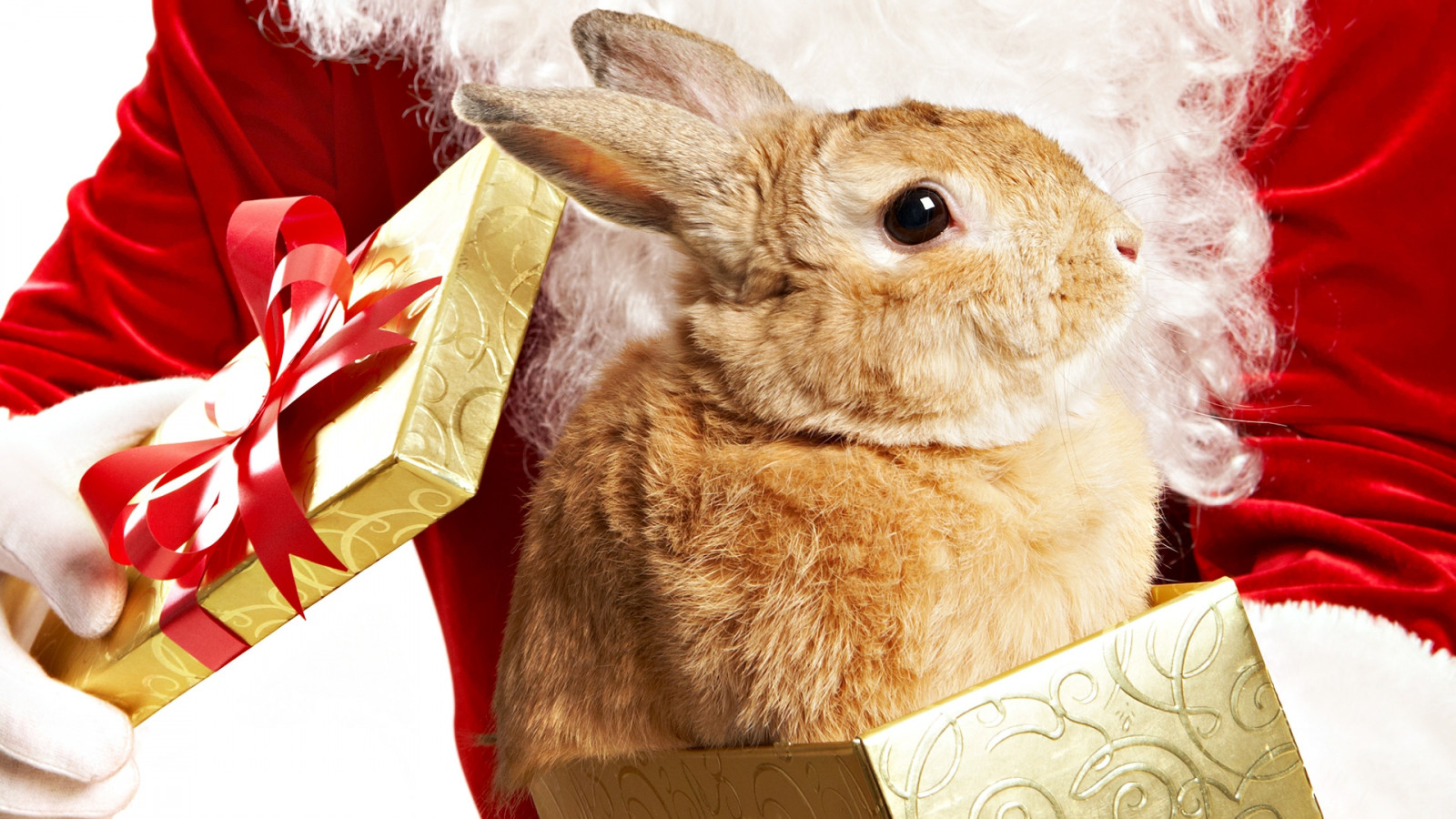Wallpaper : beautiful, rabbit, box, stuffed toy, rabits and hares, big ...
