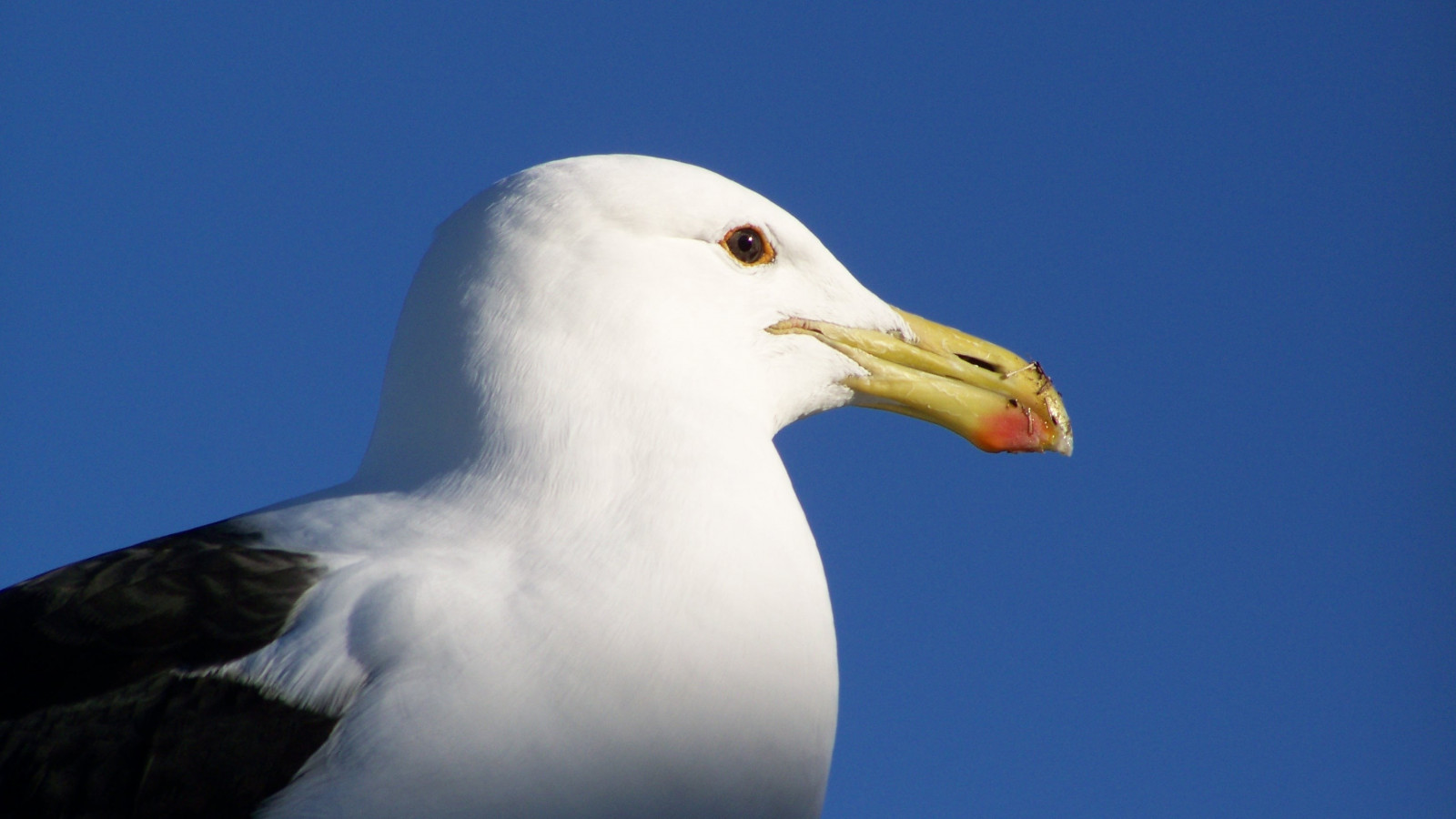 Baggrunde : fugle, dyr, måger, næb, fugl, havfugle, vinge, fauna ...