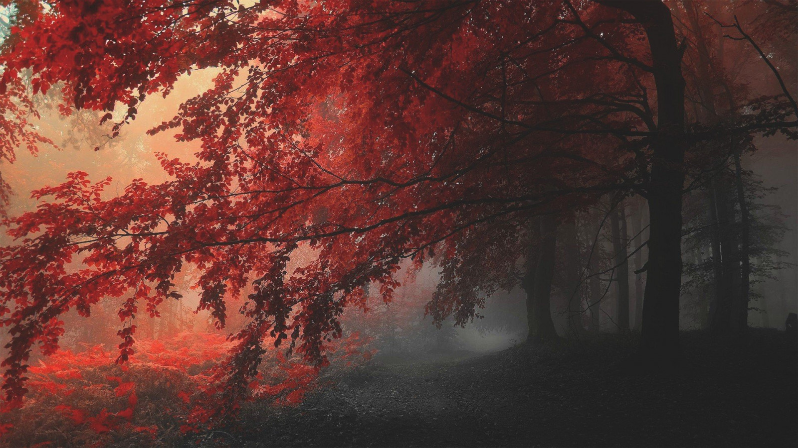 Sfondi : 1920x1080 px, autunno 1920x1080 - CoolWallpapers - 1405455 ...