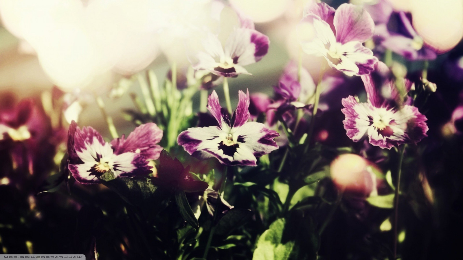 Wallpaper : 1920x1080 px, flowers, macro, nature 1920x1080 - wallhaven ...