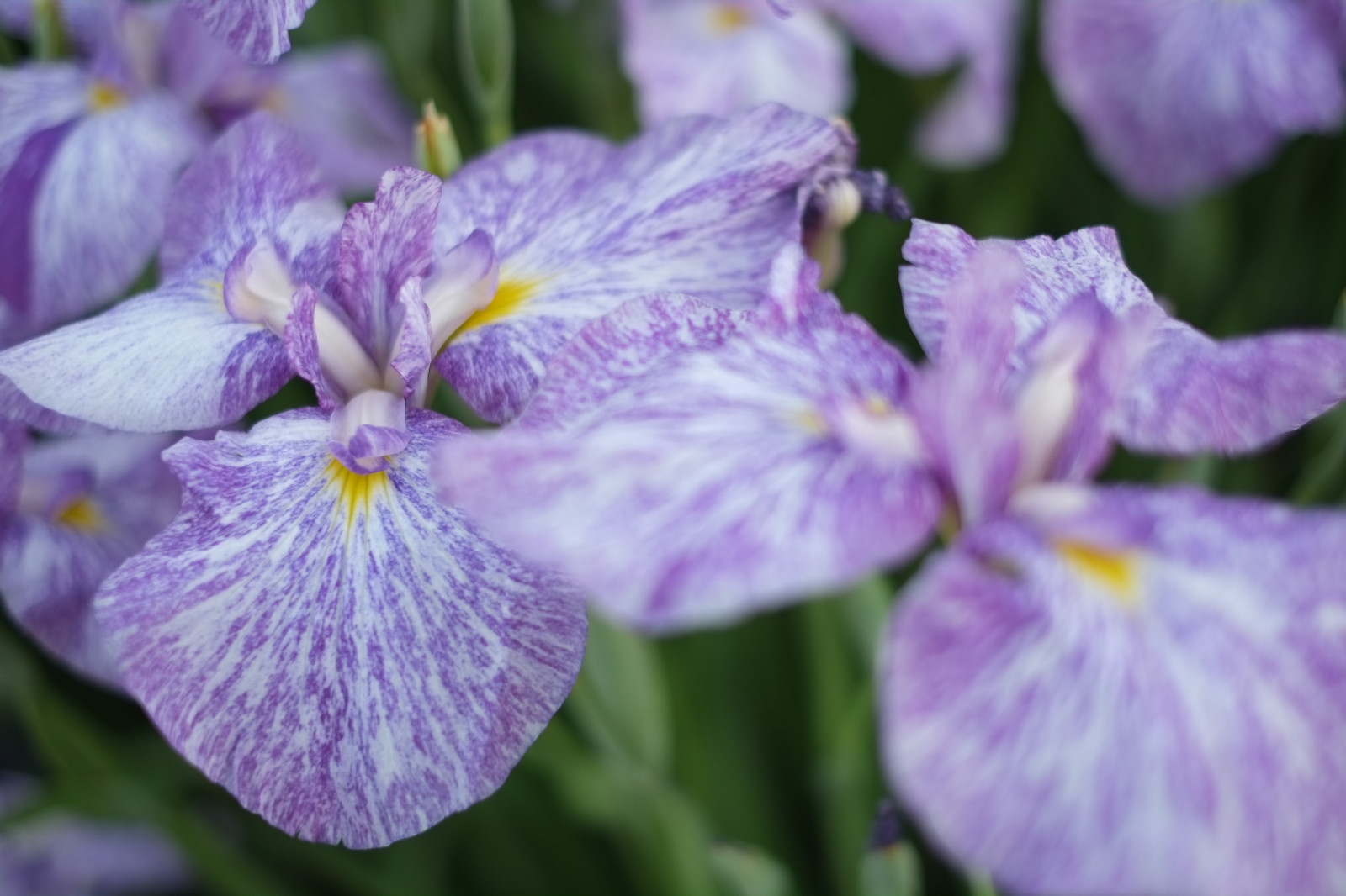 Imagini de fundal : Japonia, Violet, Tokyo, fujifilm, Iris, Jp, floare ...