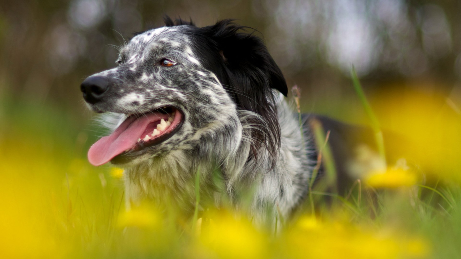 Bakrunner : 1920x1080 px, dyr, søt, hund, hunder, vennlig, valp ...