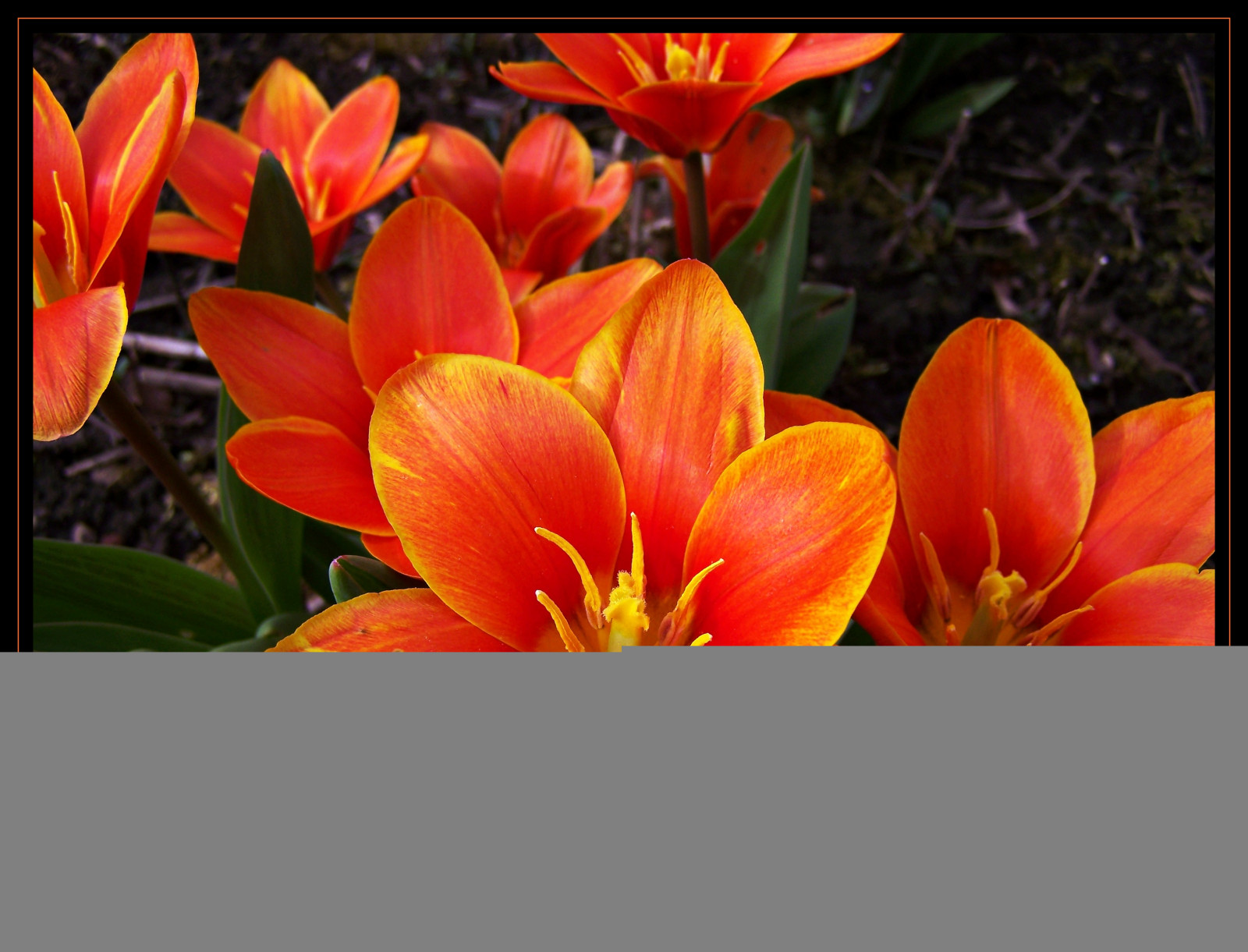 Obrázky na plochu : červená, rastliny, tulipány, hmyz, žltá, oranžový ...