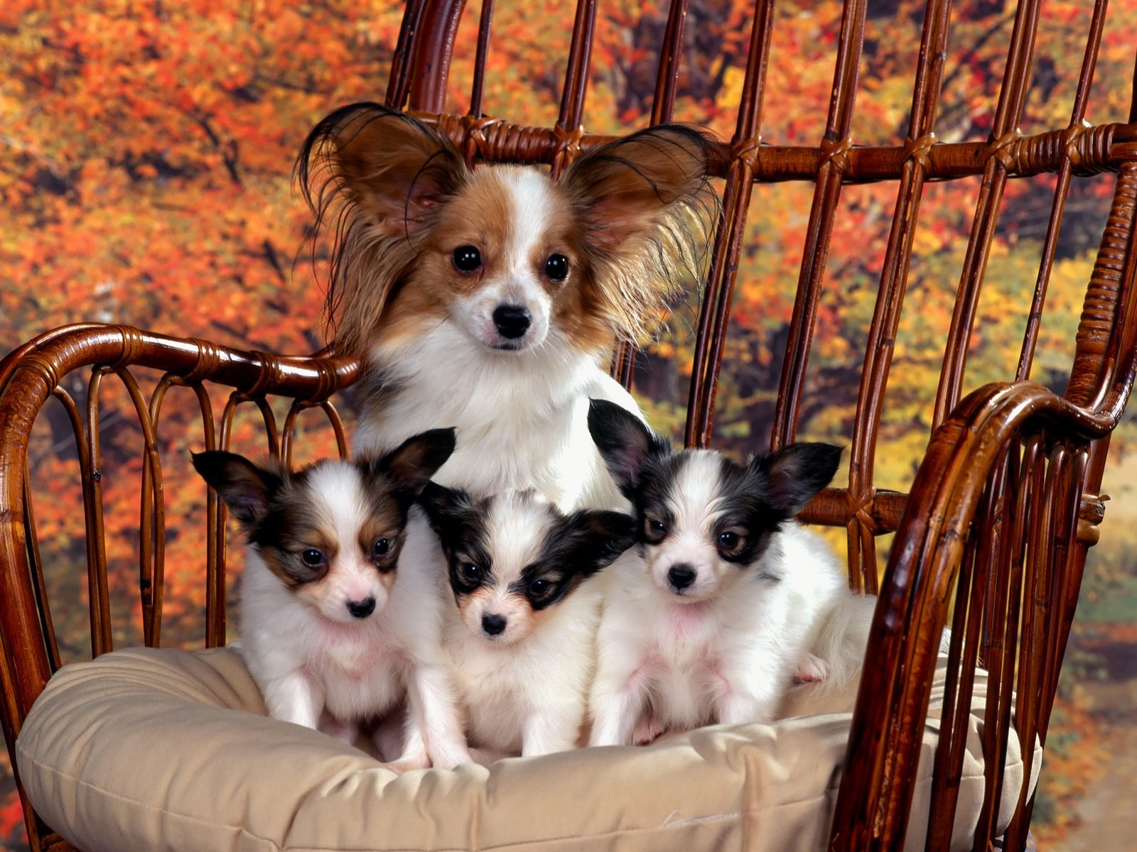 Wallpaper : 1600x1200 px, hewan, imut, anjing, Frendly, membelai ...