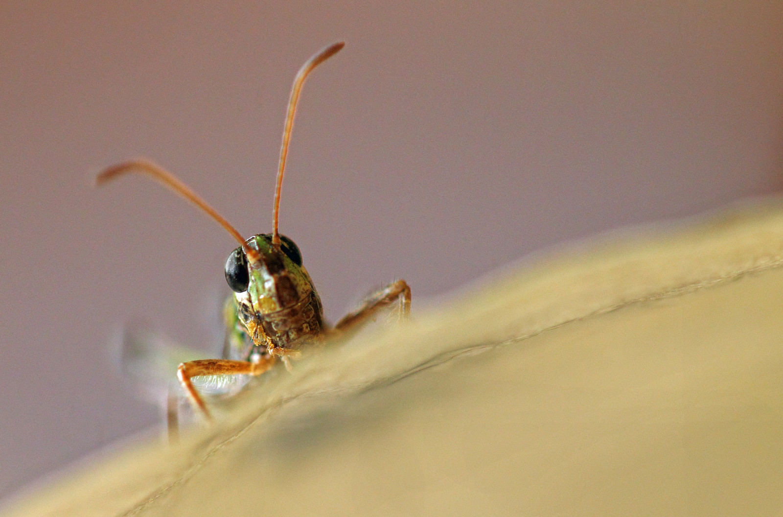 Wallpaper : face, eyes, nature, Scotland, closeup, smiling, insect ...