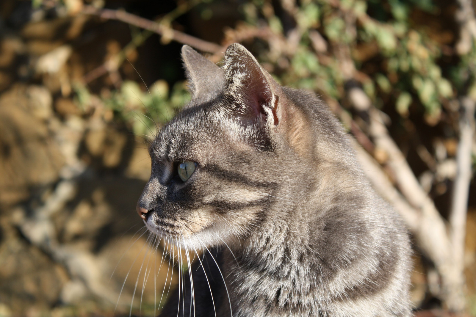 Wallpaper : cat, muzzle, look, watch, white, striped 3888x2592 ...