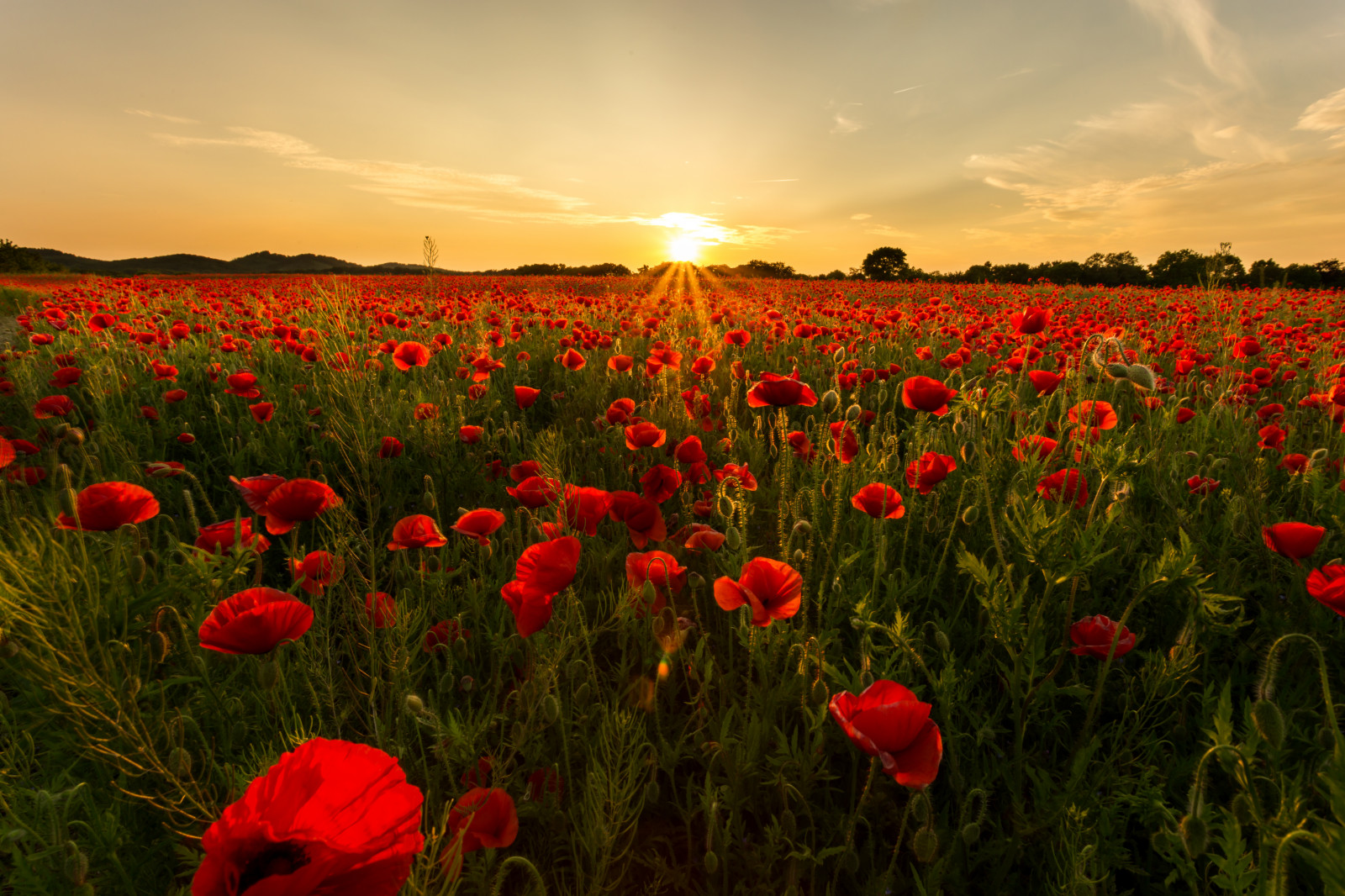 Imagini de fundal : apus de soare, Soare, lumina soarelui, floare ...