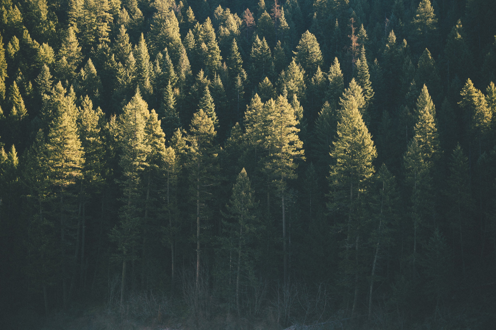 Wallpaper : ekosistem, alam, spruce fir forest, tumbuh-tumbuhan, kayu ...